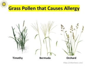 Weed & Grass Pollen Allergy: Cross-Reactive Foods
