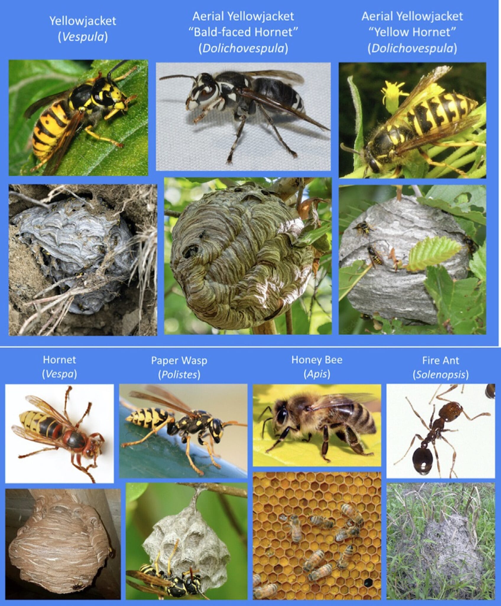 Understanding Stinging Insect Allergy