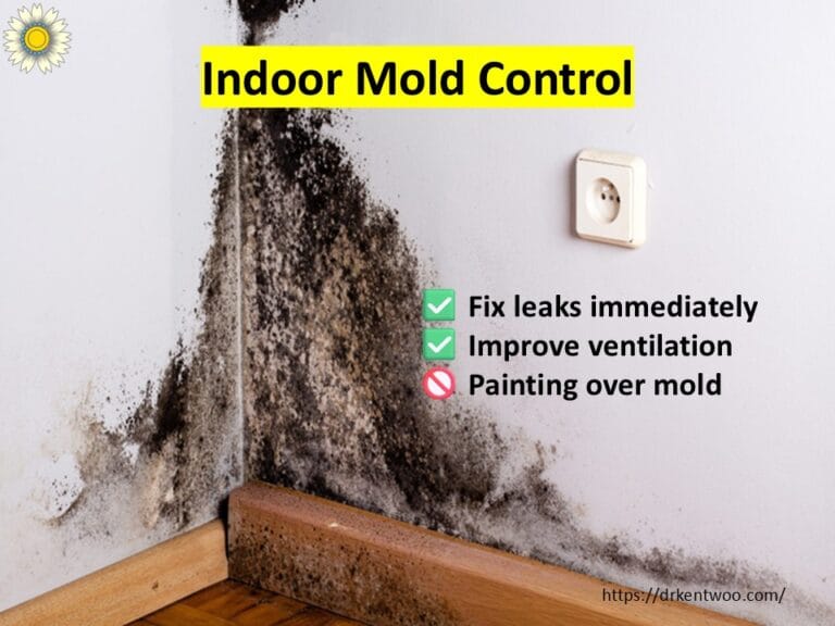 Indoor Mold Allergy Control: Myths, Facts & Prevention Tips